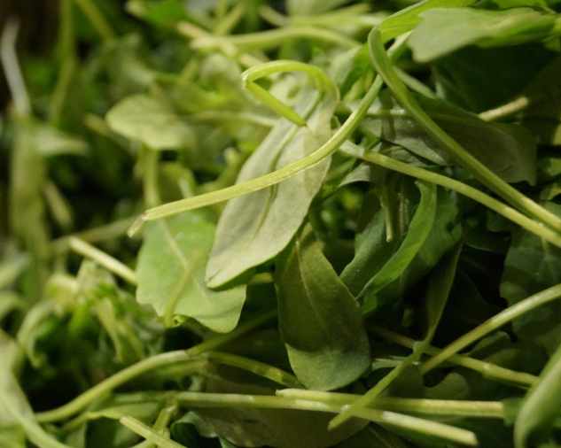 Rukola – gastro tipy a triky | Gastro-tipy.SK