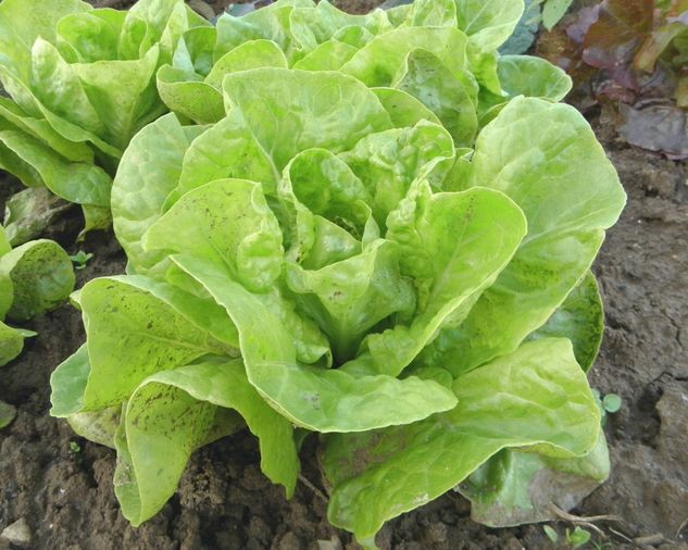 7 dôvodov prečo je listový šalát zdravý | Gastro-tipy.SK