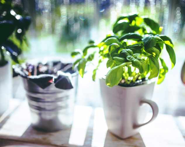 Ako pestovať bazalku v kvetináči | Gastro-tipy.SK