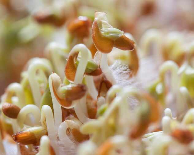 Čo je lucerna siata a ako ju použiť v kuchyni? | Gastro-tipy.SK