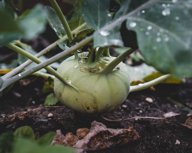 kaleráb (recepty z kategórie) | Gastro-tipy.SK